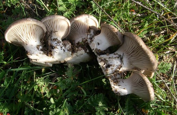 Setas de cardo, Pleurotus eryngii, solanas, ganado y "cardo corredor ...