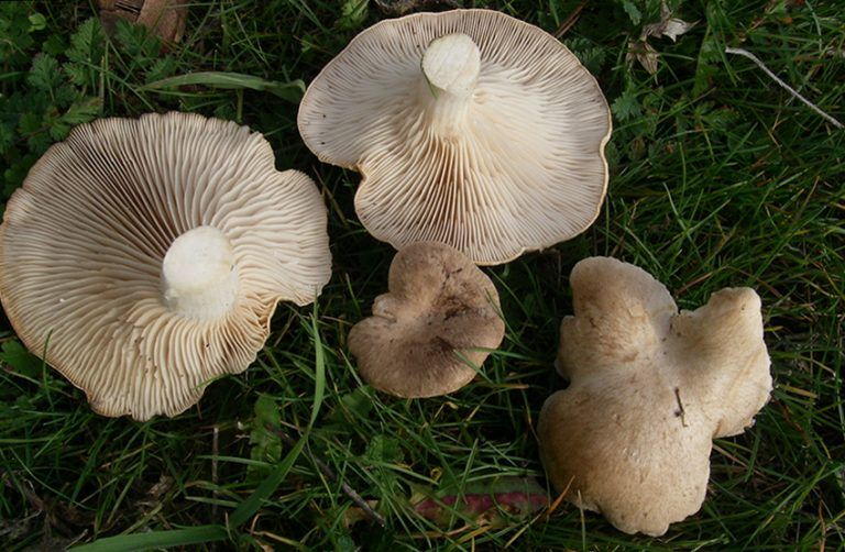 Pleurotus eryngii: setas de cardo - Blog LCDLS