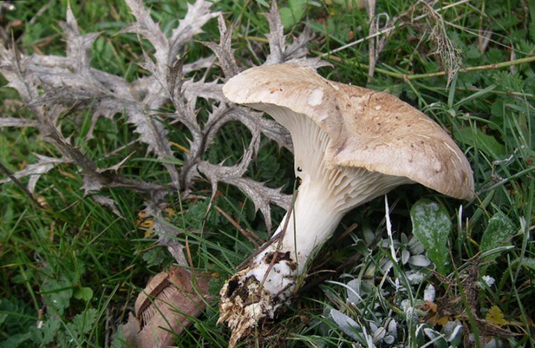Pleurotus eryngii: setas de cardo - Blog LCDLS