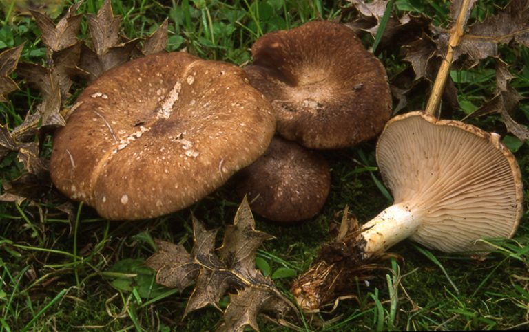 Pleurotus eryngii: setas de cardo - Blog LCDLS