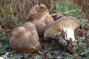 Pleurotus eryngii: setas de cardo - Blog LCDLS
