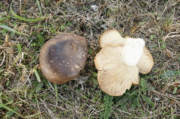 Pleurotus eryngii: setas de cardo - Blog LCDLS