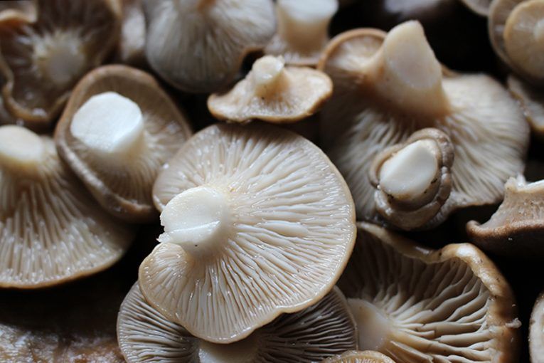 Pleurotus eryngii: setas de cardo - Blog LCDLS