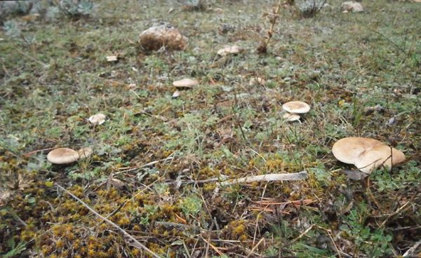 Como cultivar seta de cardo silvestre ⊛ Blog de Setas