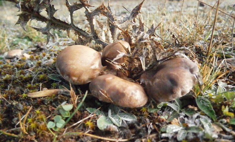 Pleurotus eryngii: setas de cardo - Blog LCDLS