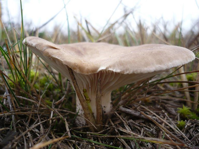 Pleurotus eryngii: setas de cardo - Blog LCDLS