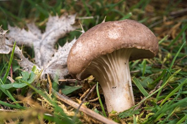 Pleurotus eryngii: setas de cardo - Blog LCDLS