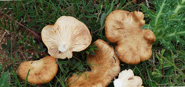 Pleurotus eryngii: setas de cardo - Blog LCDLS