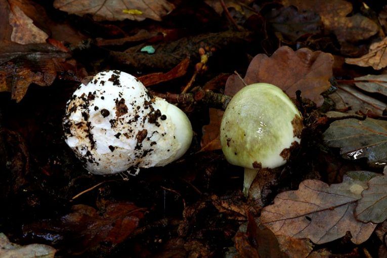 Amanita phalloides, la seta asesina - La Casa de las Setas