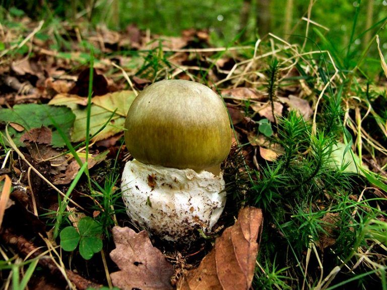 Amanita phalloides, la seta asesina - La Casa de las Setas