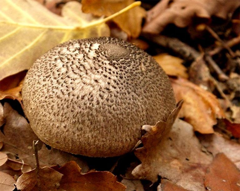 Fredolic, negrilla, ratón… Tricholoma terreum, la seta sin miedo al ...