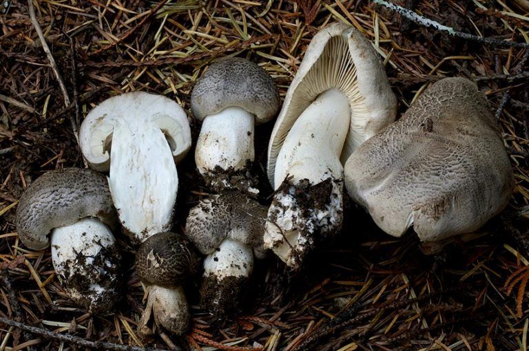 Fredolic, negrilla, ratón… Tricholoma terreum, la seta sin miedo al ...