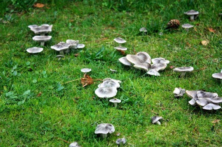 Fredolic, negrilla, ratón… Tricholoma terreum, la seta sin miedo al ...