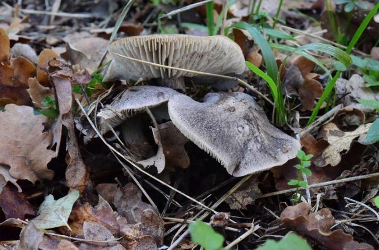 Fredolic, negrilla, ratón… Tricholoma terreum, la seta sin miedo al ...