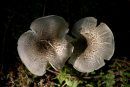 Fredolic, negrilla, ratón… Tricholoma terreum, la seta sin miedo al ...
