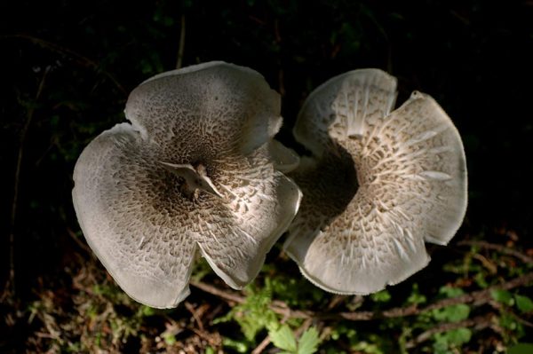 Fredolic, negrilla, ratón… Tricholoma terreum, la seta sin miedo al ...