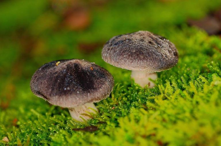 Fredolic, negrilla, ratón… Tricholoma terreum, la seta sin miedo al ...
