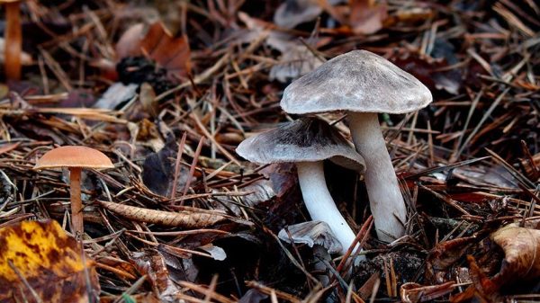 Fredolic, negrilla, ratón… Tricholoma terreum, la seta sin miedo al ...