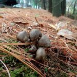 Fredolic, negrilla, ratón… Tricholoma terreum, la seta sin miedo al ...
