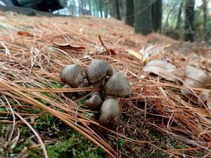 Fredolic, negrilla, ratón… Tricholoma terreum, la seta sin miedo al ...