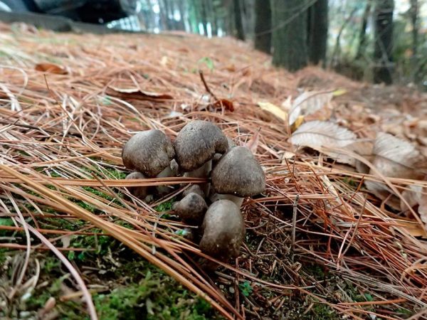 Fredolic, negrilla, ratón… Tricholoma terreum, la seta sin miedo al ...