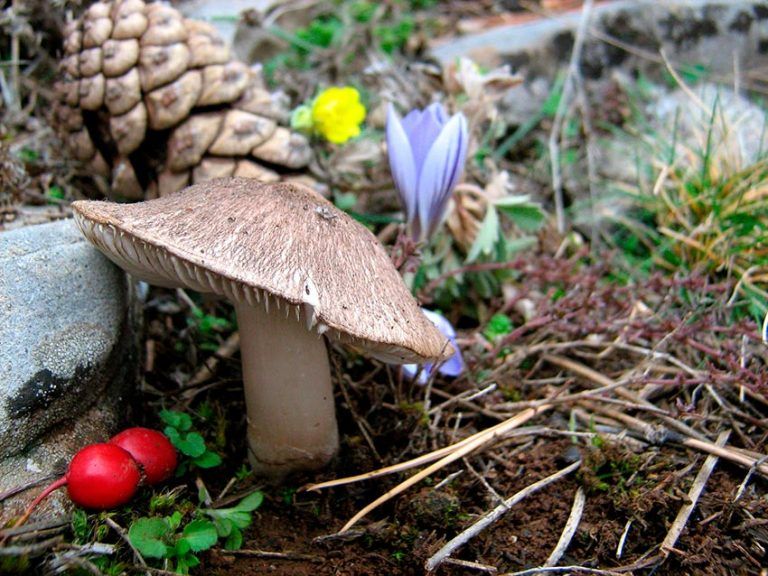 Fredolic, negrilla, ratón… Tricholoma terreum, la seta sin miedo al ...