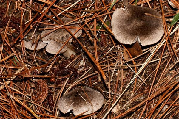 Fredolic, negrilla, ratón… Tricholoma terreum, la seta sin miedo al ...