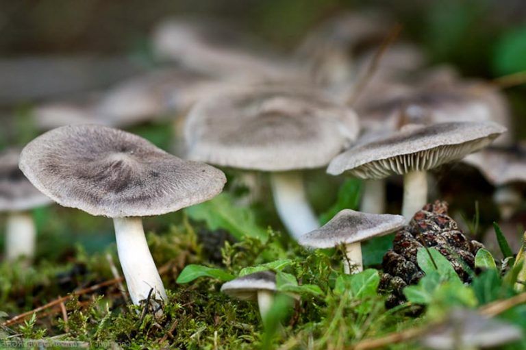 Fredolic, negrilla, ratón… Tricholoma terreum, la seta sin miedo al ...
