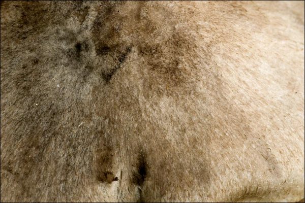 Fredolic, negrilla, ratón… Tricholoma terreum, la seta sin miedo al ...