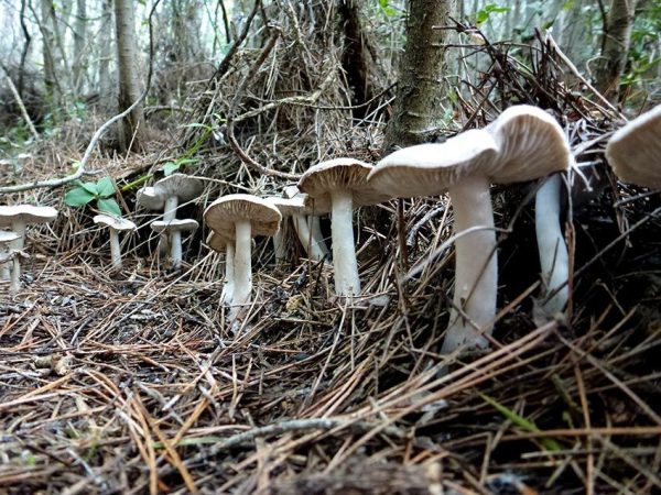 Fredolic, negrilla, ratón… Tricholoma terreum, la seta sin miedo al ...