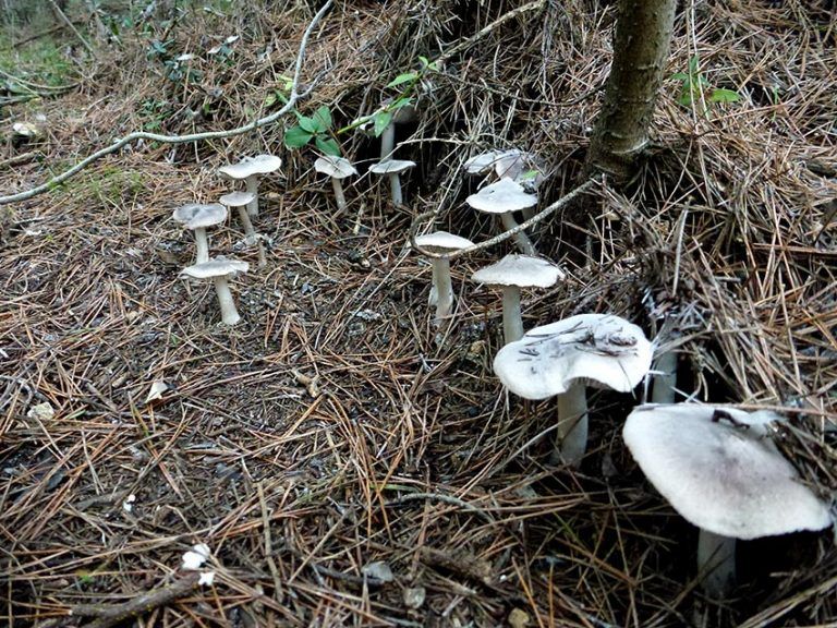Fredolic, negrilla, ratón… Tricholoma terreum, la seta sin miedo al ...