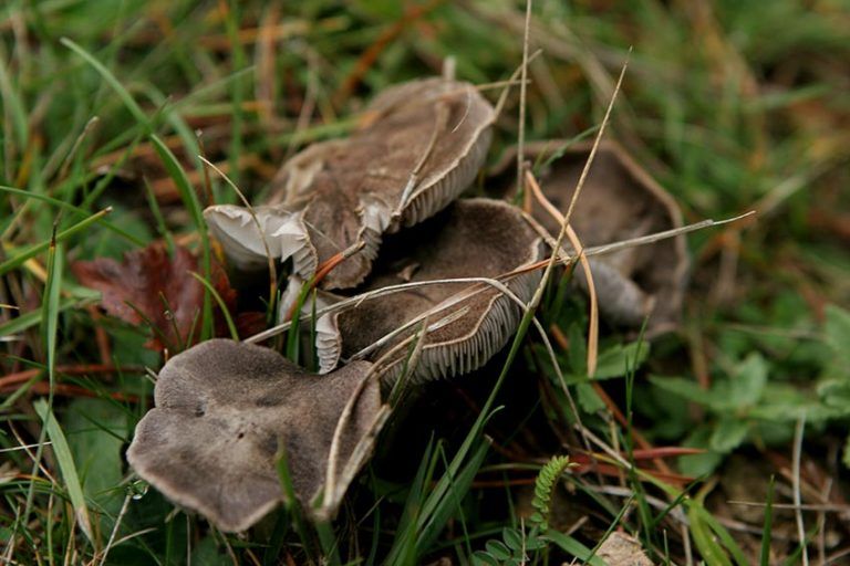 Fredolic, negrilla, ratón… Tricholoma terreum, la seta sin miedo al ...