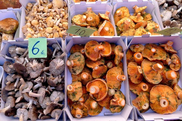 Fredolic, negrilla, ratón… Tricholoma terreum, la seta sin miedo al ...