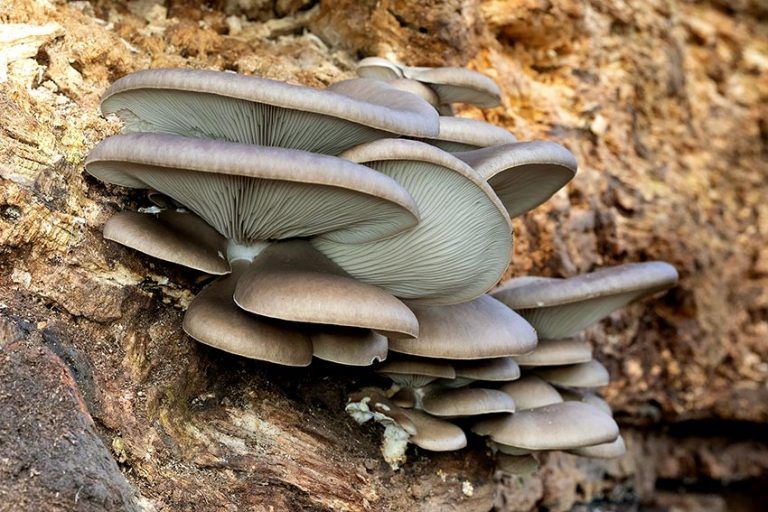 Pleurotus ostreatus: la seta ostra - Blog LCDLS