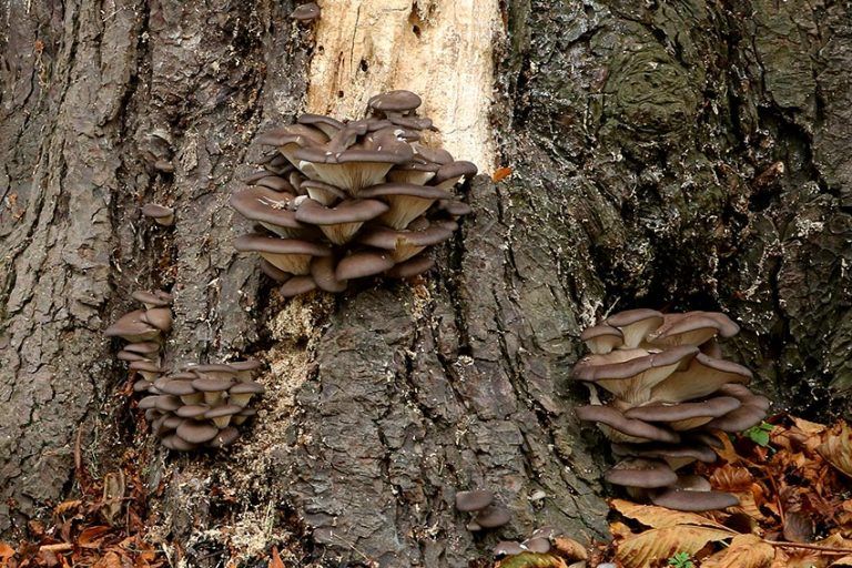 Pleurotus ostreatus: la seta ostra - Blog LCDLS