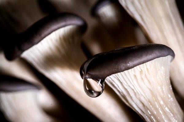 Pleurotus ostreatus: la seta ostra - Blog LCDLS