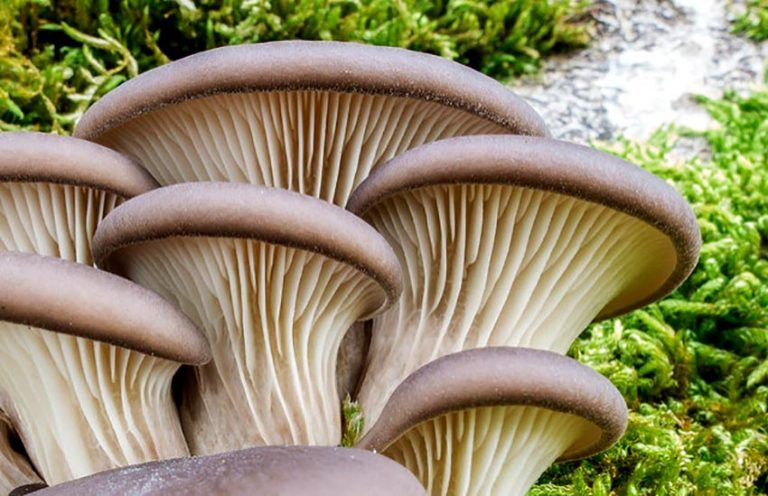 Pleurotus ostreatus: la seta ostra - Blog LCDLS
