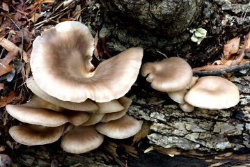 Pleurotus ostreatus: la seta ostra - Blog LCDLS