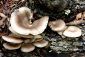 Pleurotus ostreatus: la seta ostra - Blog LCDLS