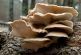 Pleurotus ostreatus: la seta ostra - Blog LCDLS
