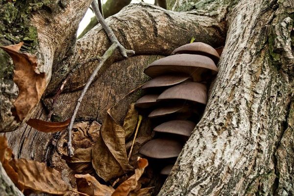 Pleurotus ostreatus: la seta ostra - Blog LCDLS