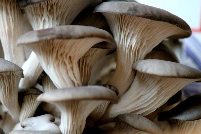 Pleurotus ostreatus: la seta ostra - Blog LCDLS