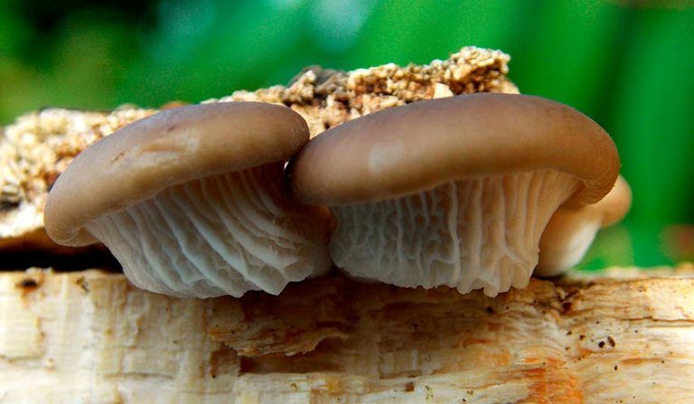 Pleurotus ostreatus: la seta ostra - Blog LCDLS