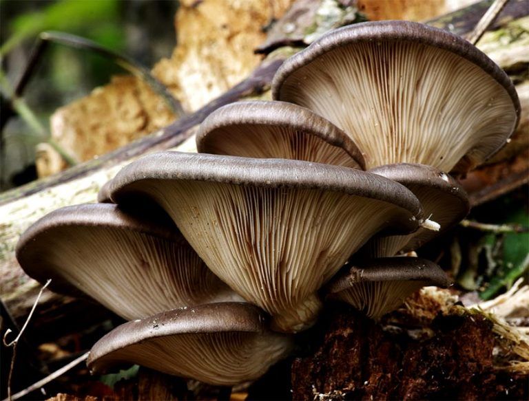 Pleurotus ostreatus: la seta ostra - Blog LCDLS