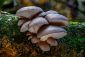 Pleurotus ostreatus: la seta ostra - Blog LCDLS