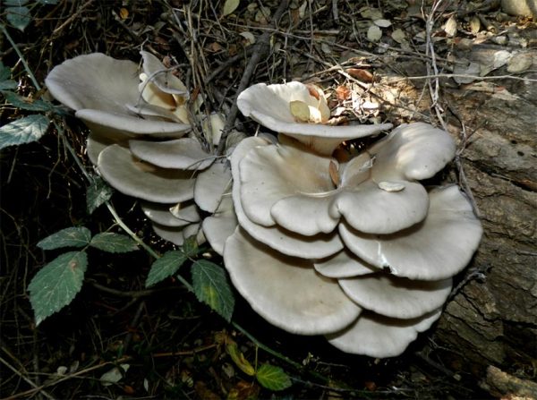 Pleurotus ostreatus: la seta ostra - Blog LCDLS