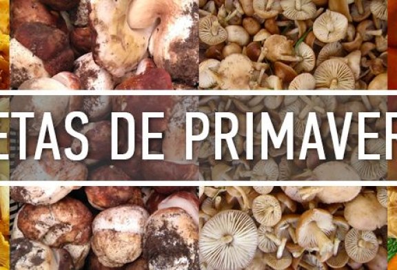 Blog de La Casa de las Setas - Noticias seteras, novedades e ...