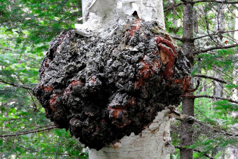 ️ Hongo Chaga, propiedades y beneficios para la salud La Casa de las Setas