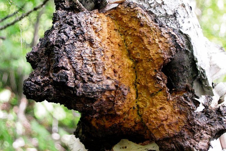 ️ Hongo Chaga, propiedades y beneficios para la salud La Casa de las Setas