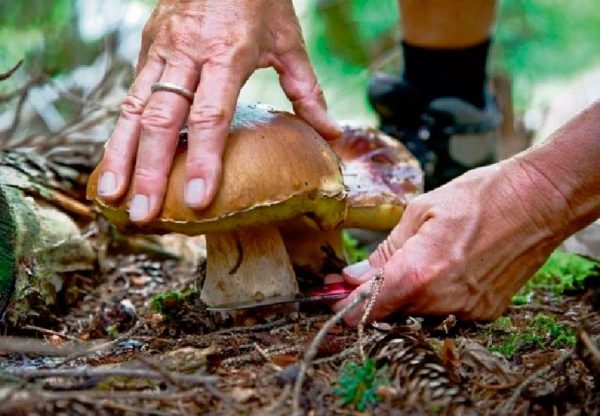 ¿Hay setas ya? descubre cuándo salen las setas después de las lluvias ...